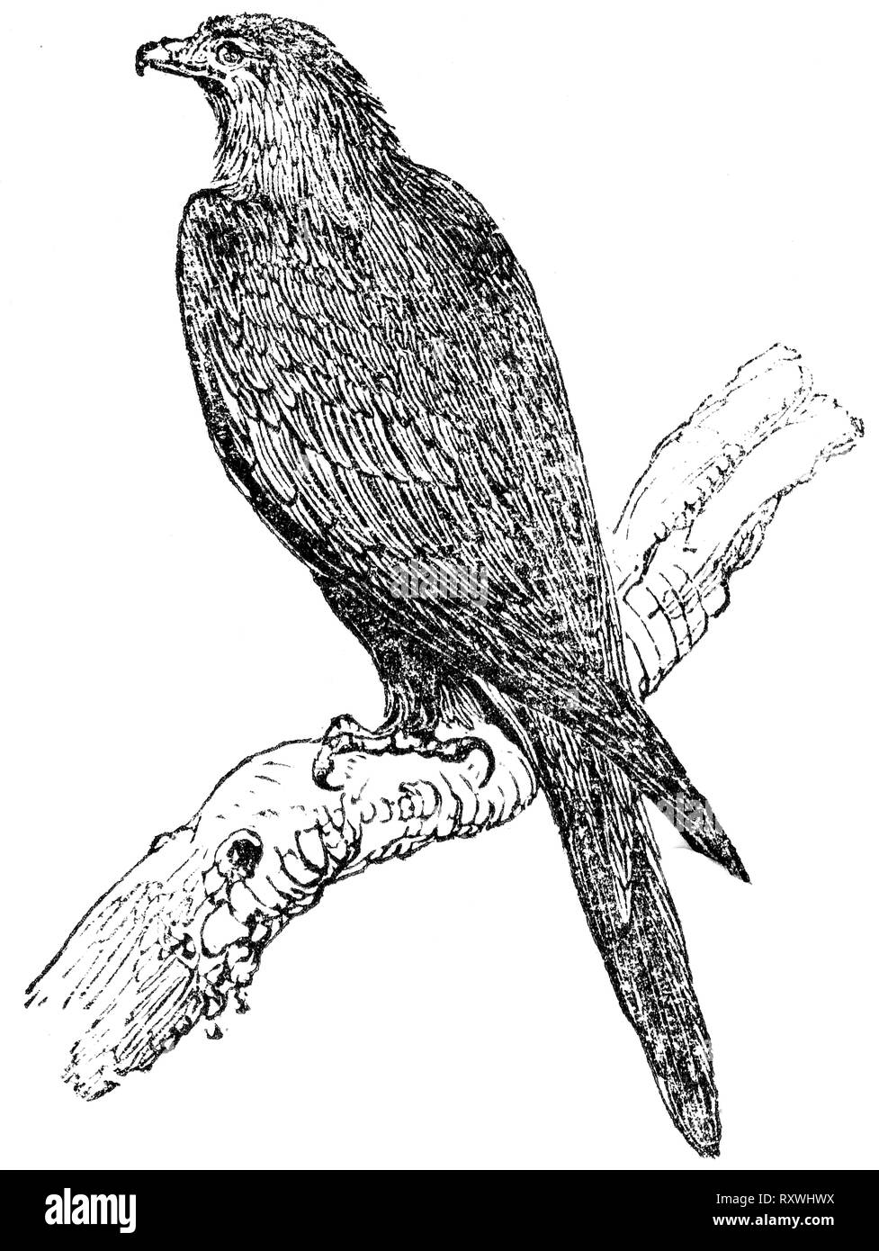 Wedge tailed eagle bunjil aquila audax Black and White Stock Photos ...