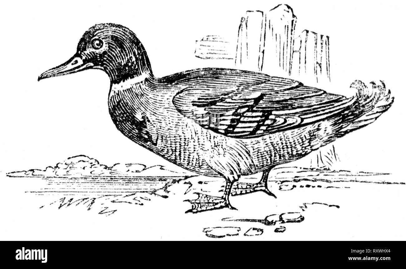 Wood cut engraved illustration, taken from 'The Treasury of Natural ...