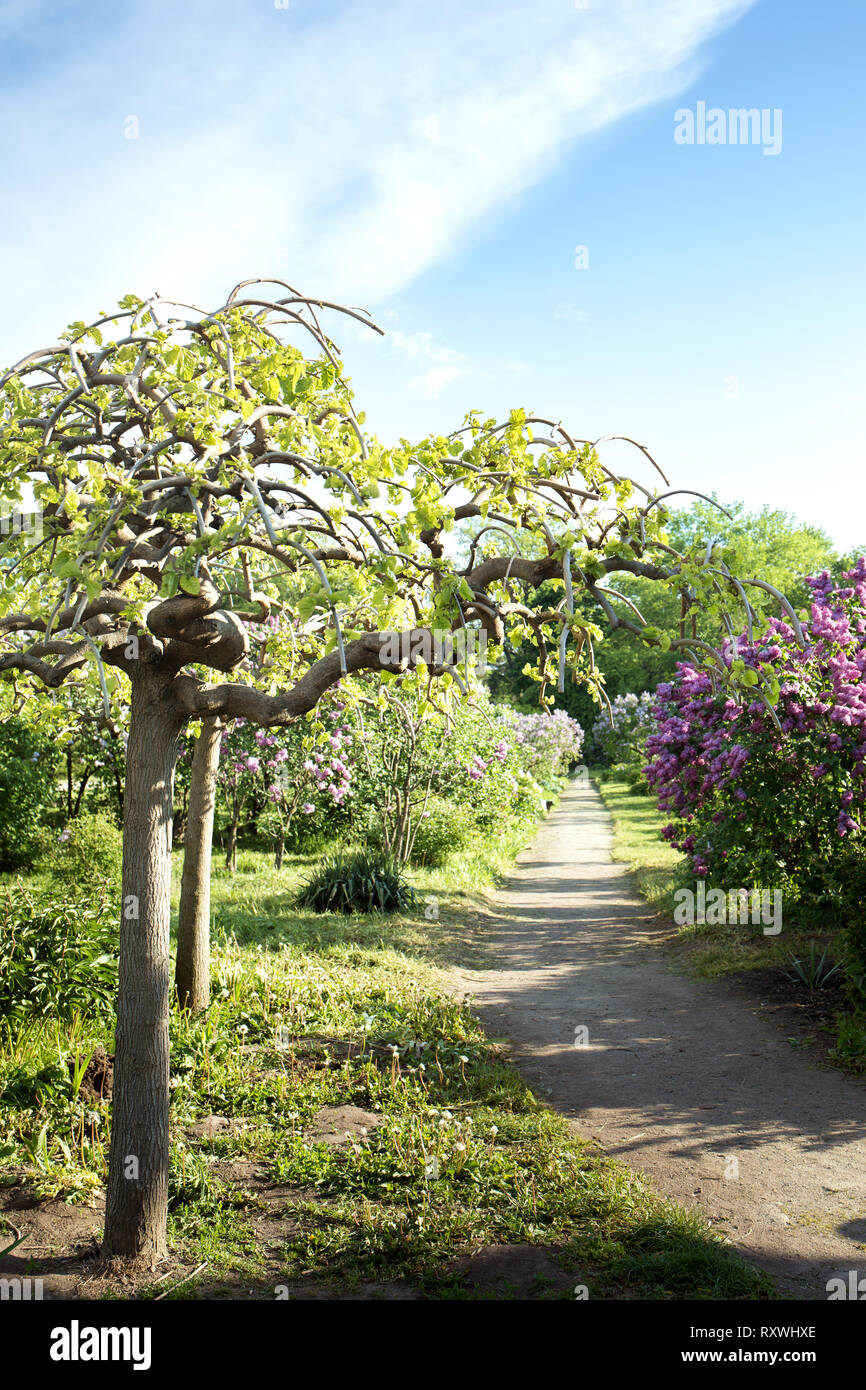 Weeping mulberry leaf hi-res stock photography and images - Alamy