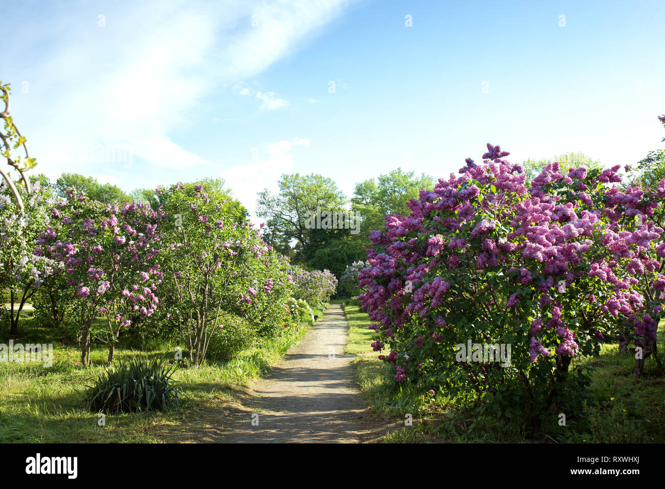 Lilac garden with large lilac bushes Stock Photo - Alamy