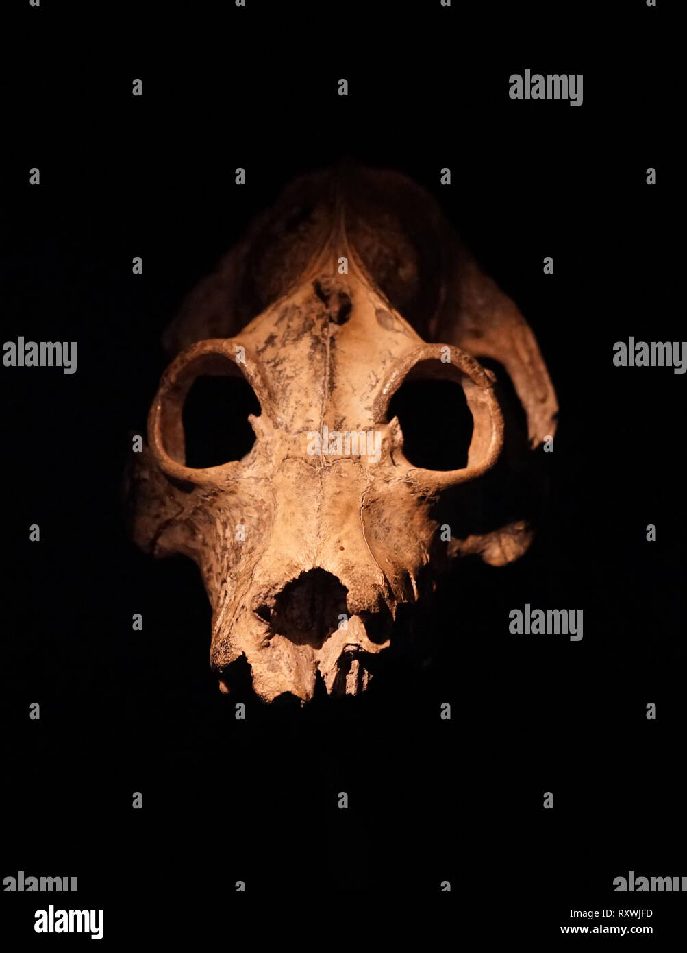 Skull of the giant lemur hi-res stock photography and images - Alamy