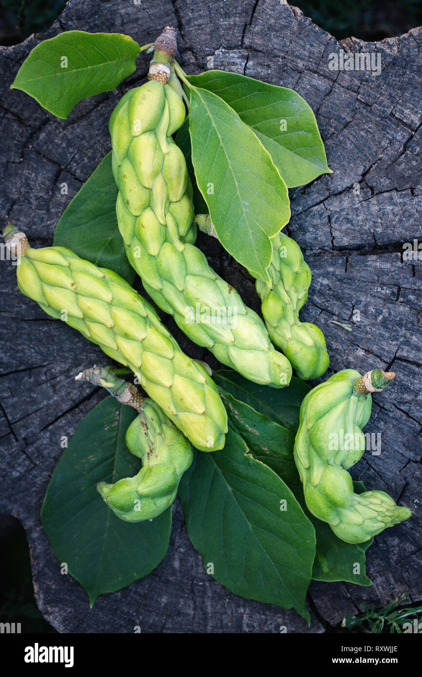 Magnolia tree seed pods hi-res stock photography and images - Alamy