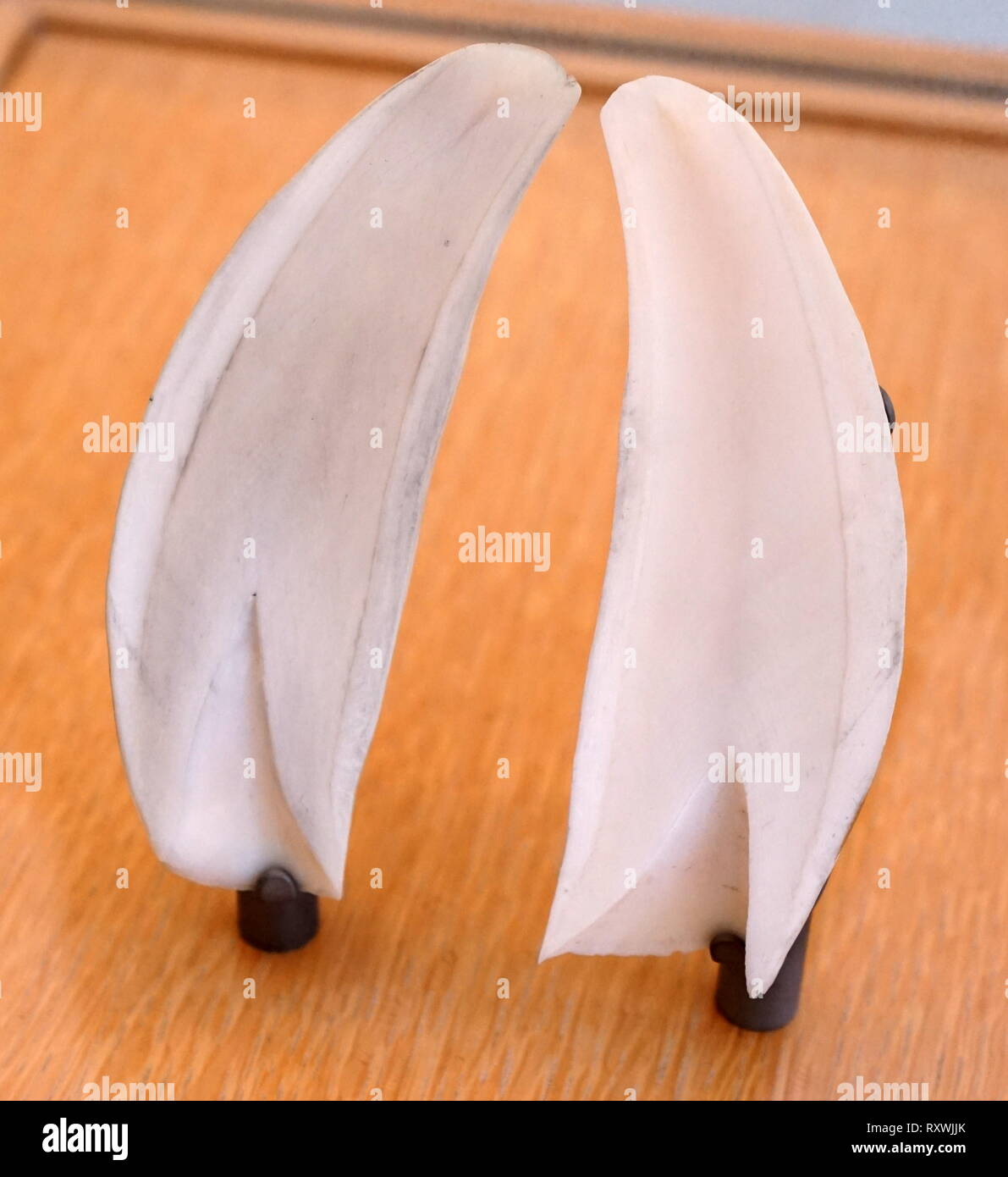 39 year-old sperm whale teeth. showing the distinctive bands which grow ...