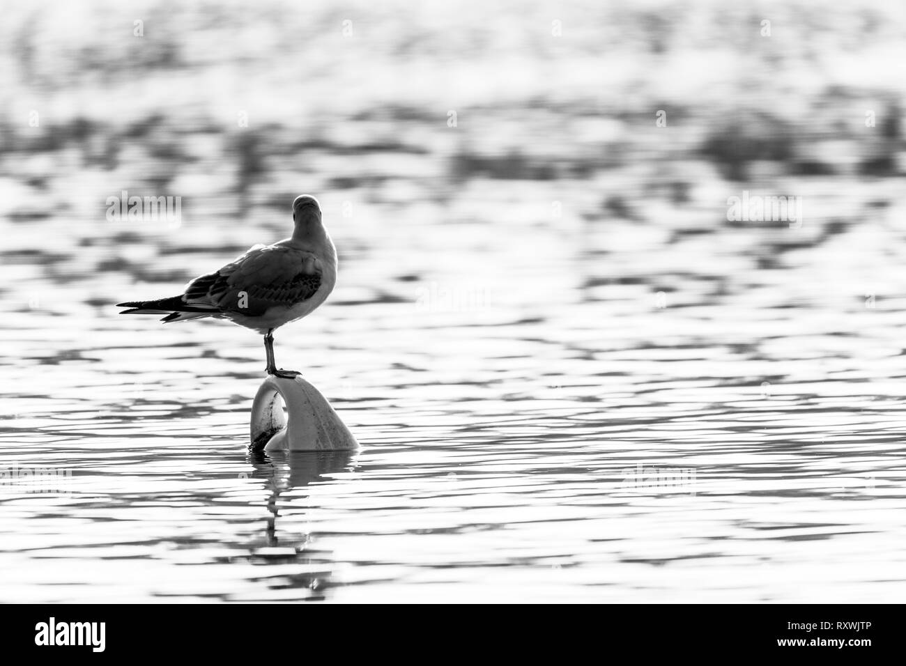 Bird stand on float ball at the lake Stock Photo - Alamy