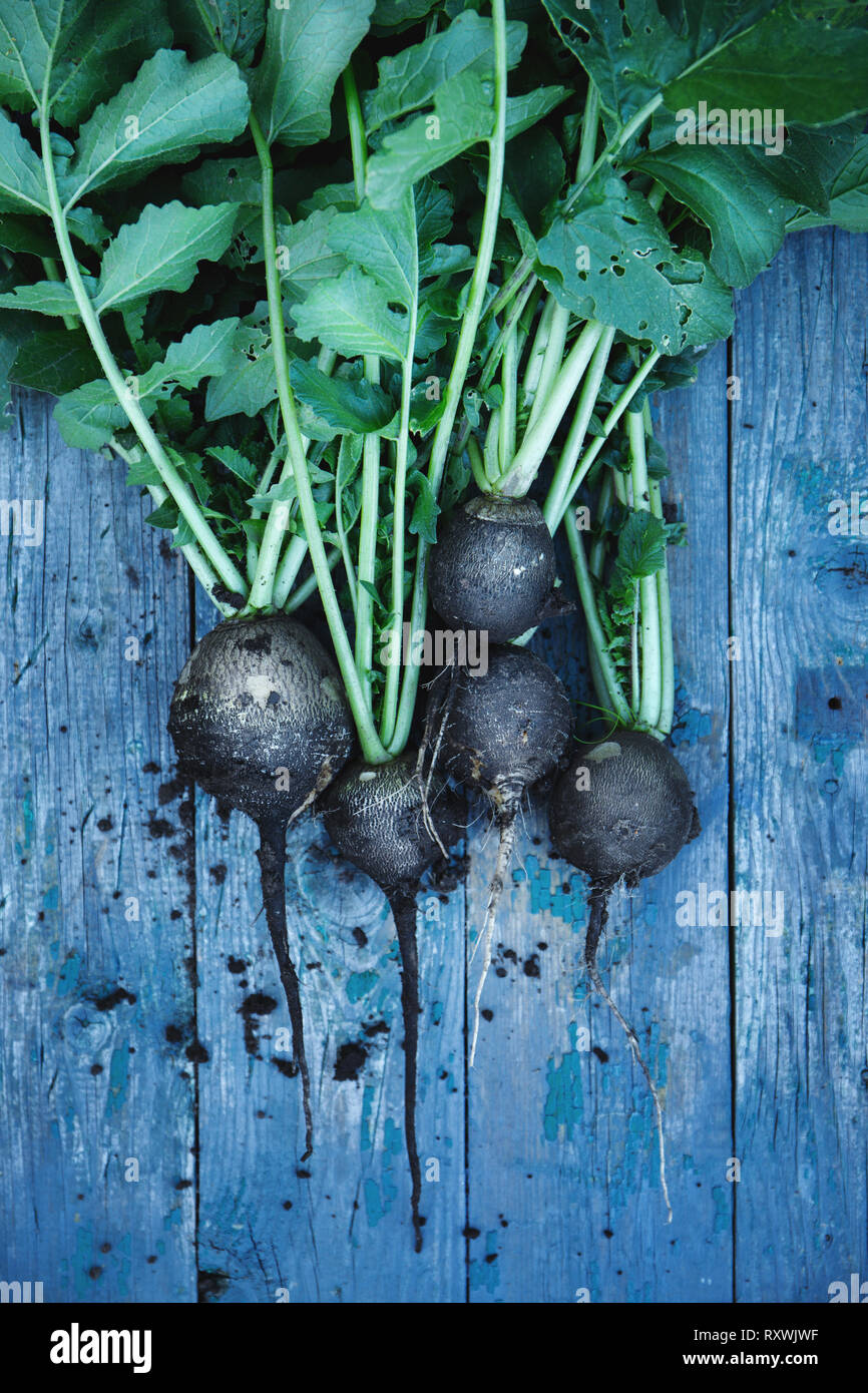 Black round radish growing hi-res stock photography and images - Alamy