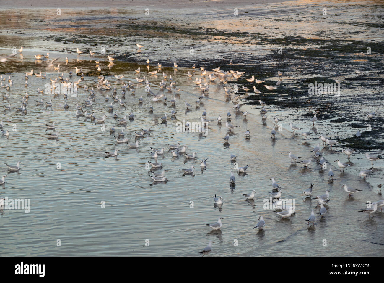 Shore animals hi-res stock photography and images - Alamy