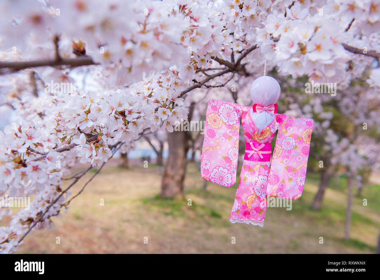 Teru Teru Bozu. Japanese Rain Doll hanging on Sakura tree to pray for ...
