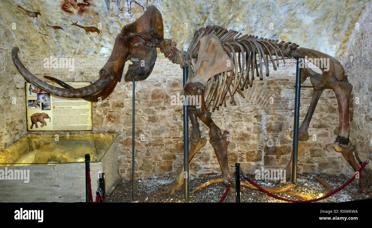 Preserved mammoth hi-res stock photography and images - Alamy