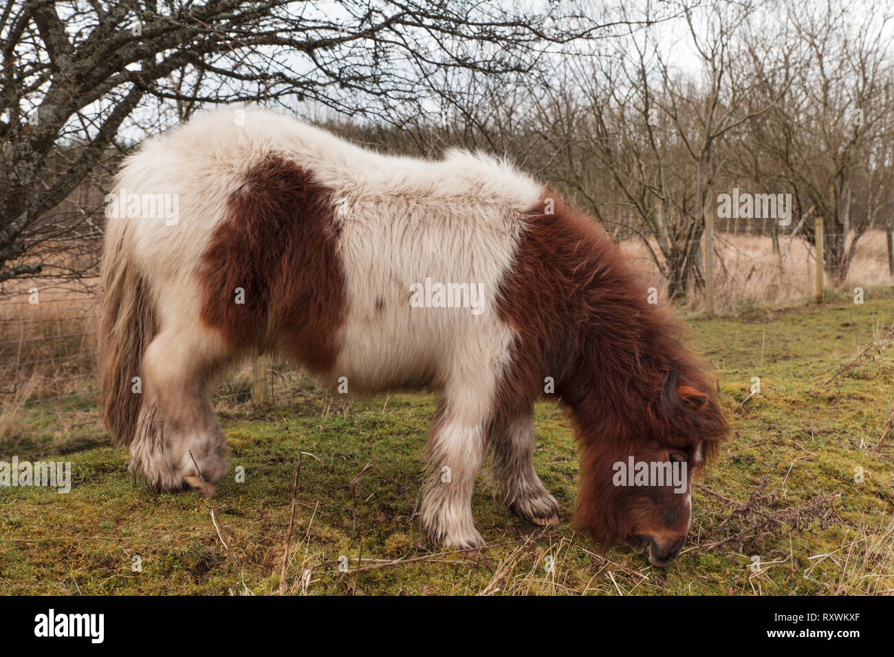A Mini Shetland Pony Grazing on grass on a spring morning in Scotland ...