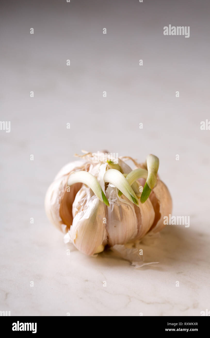 sprouted garlic on a white background Stock Photo - Alamy