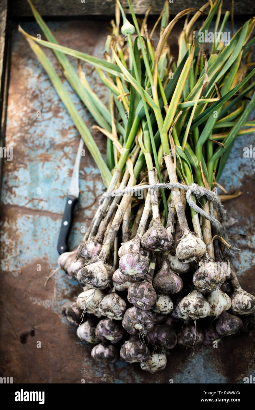 Top view large garlic hi-res stock photography and images - Alamy
