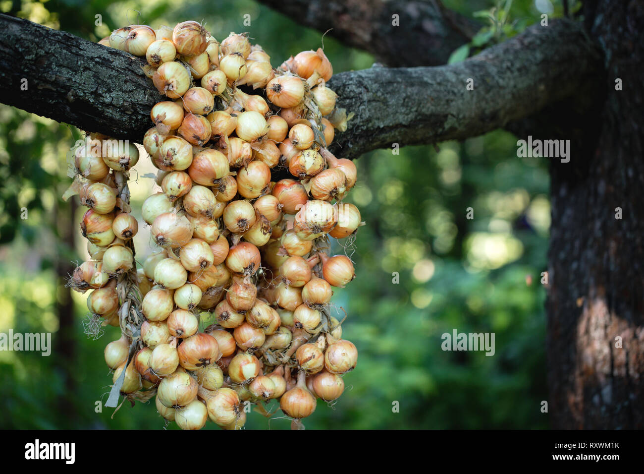 Whole tree and roots hi-res stock photography and images - Alamy
