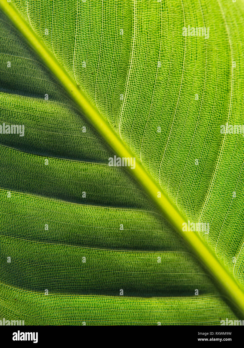 Reticular hi-res stock photography and images - Alamy