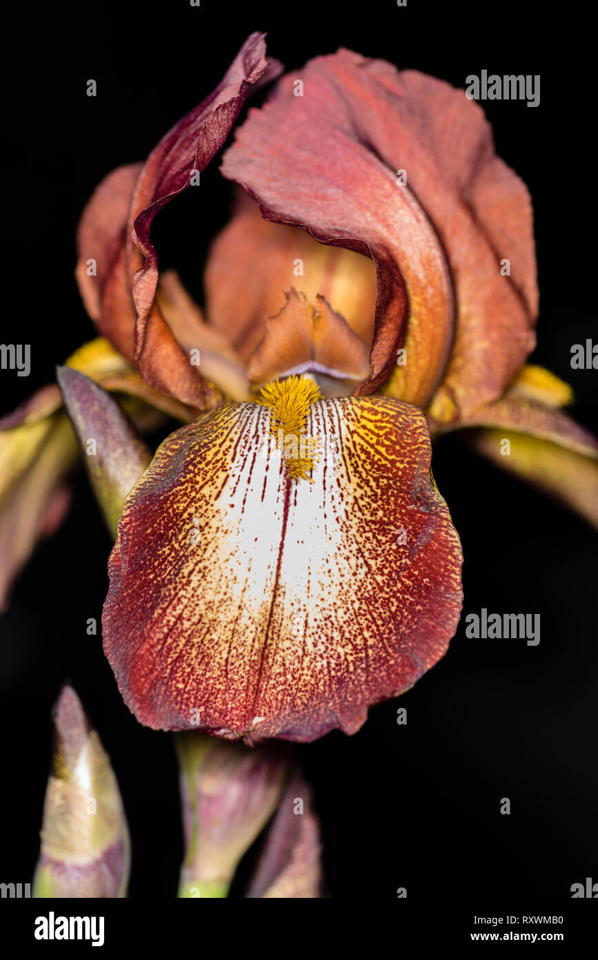 Bearded lily hi-res stock photography and images - Alamy