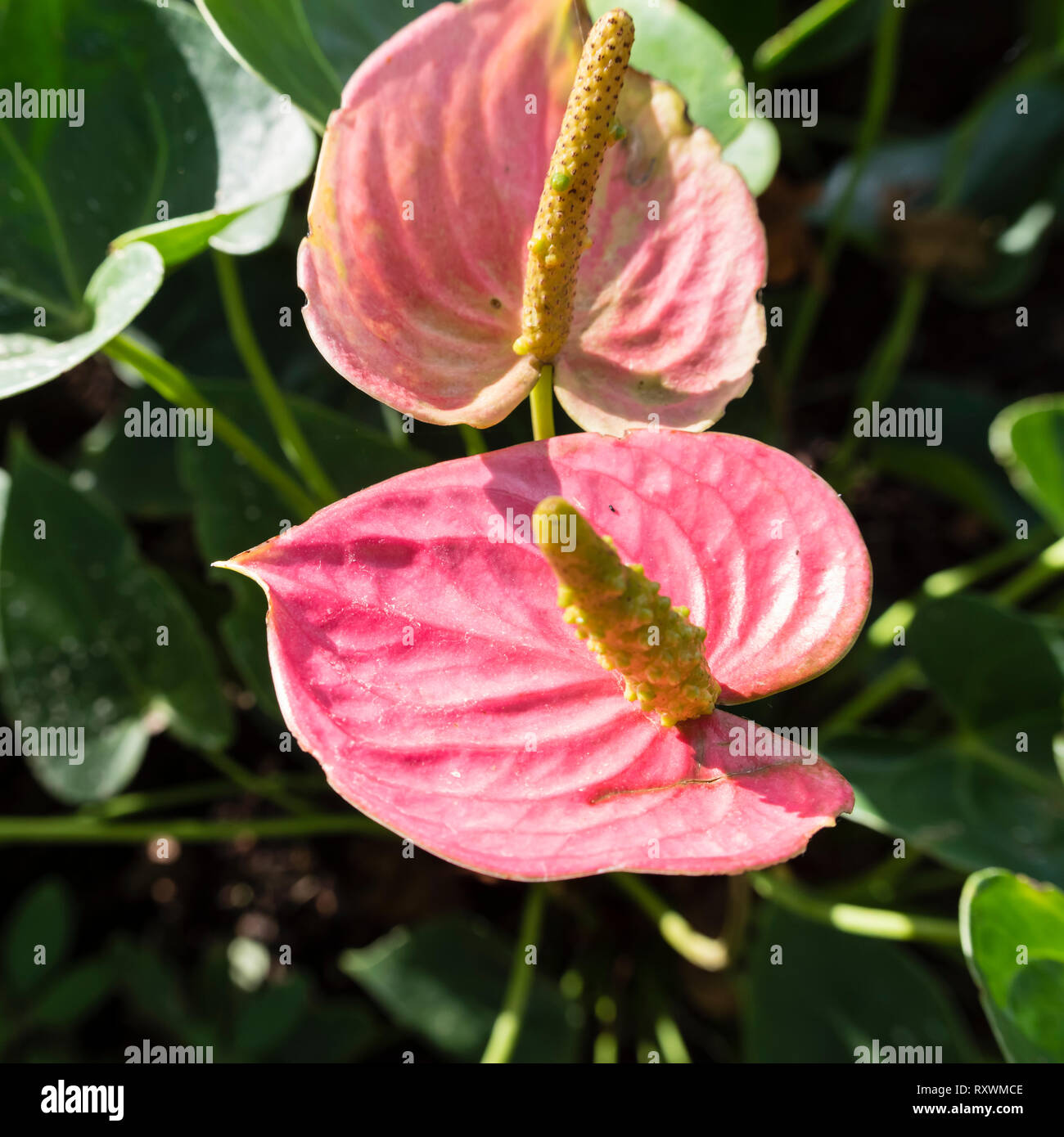Native hawaiian hi-res stock photography and images - Alamy