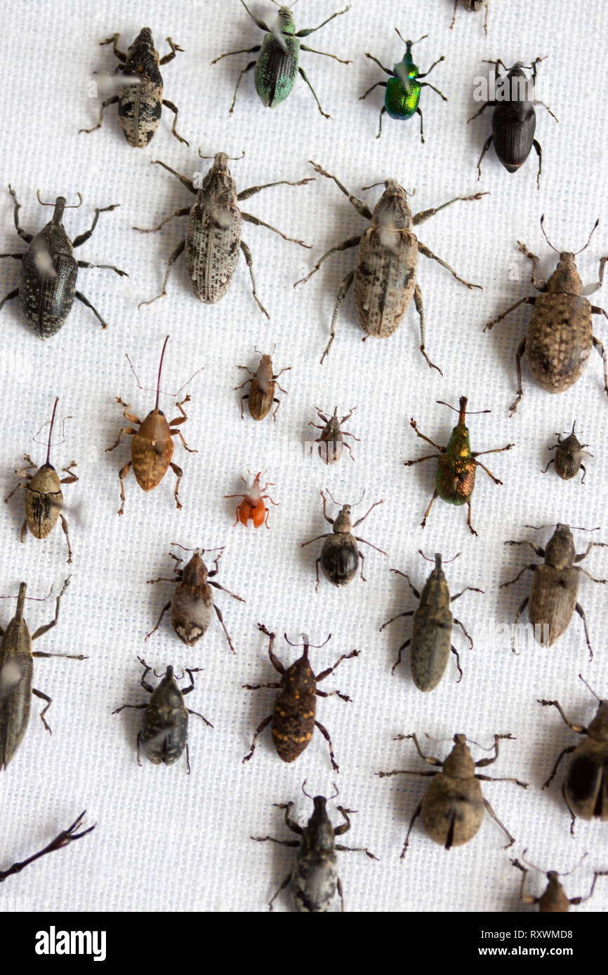 Varieties of weevil beetles Stock Photo - Alamy