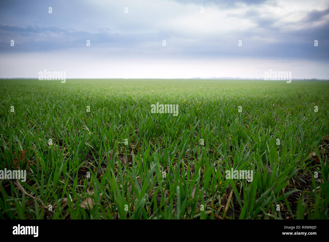 Green farm, spring landscape Stock Photo - Alamy