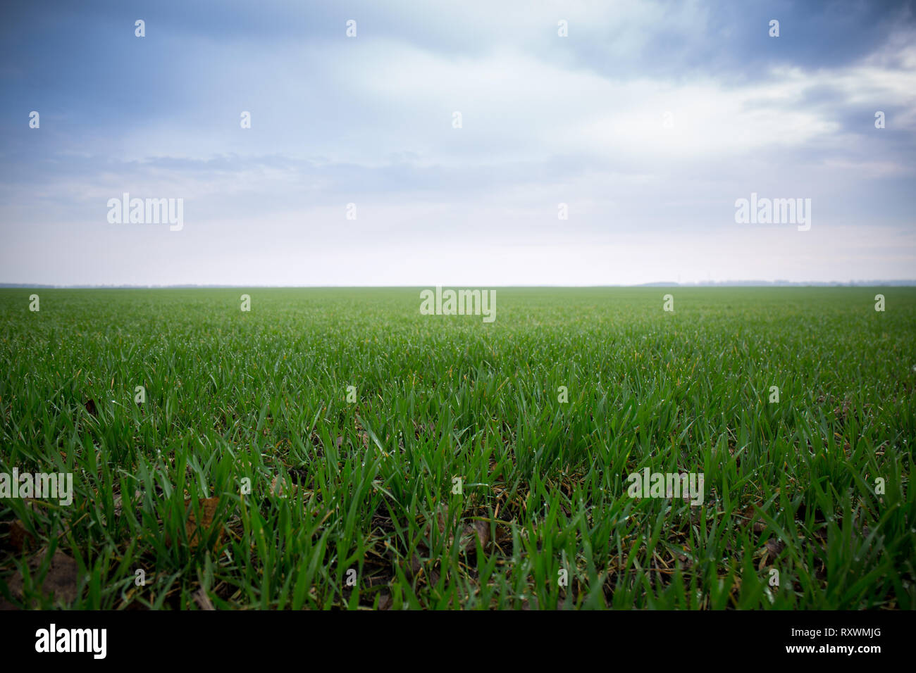 Spring field with wheat Stock Photo - Alamy