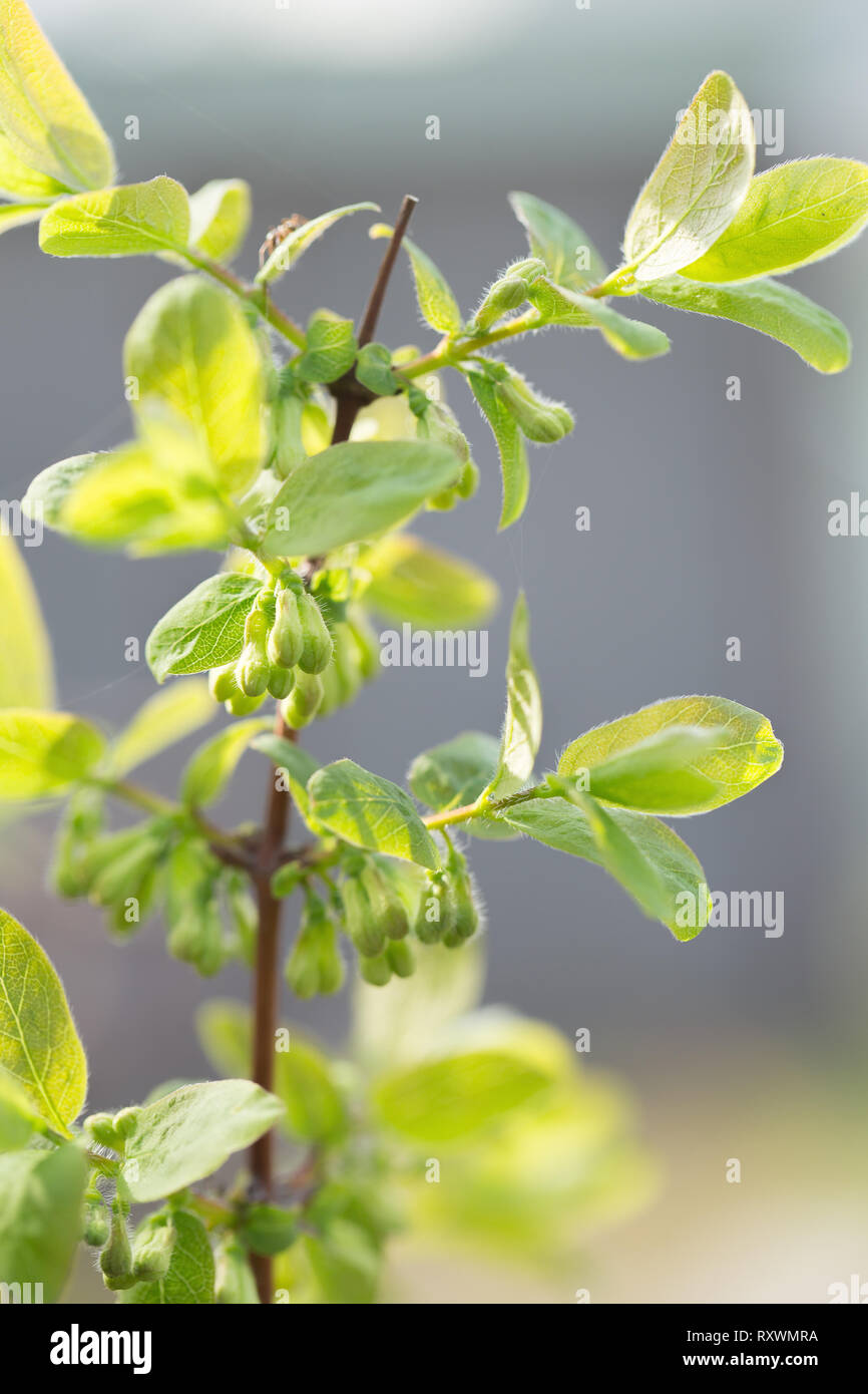 Spring flowering of edible honeysuckle Stock Photo - Alamy