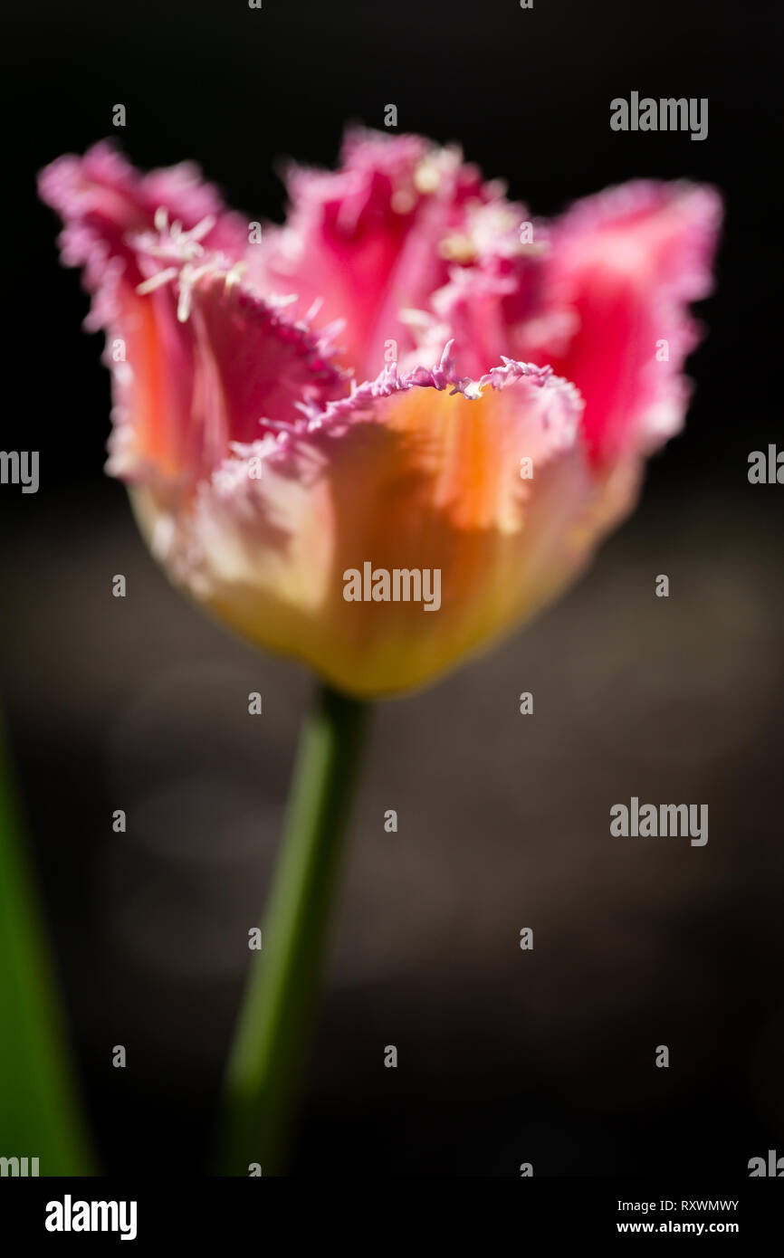 Terry Flower High Resolution Stock Photography and Images - Alamy