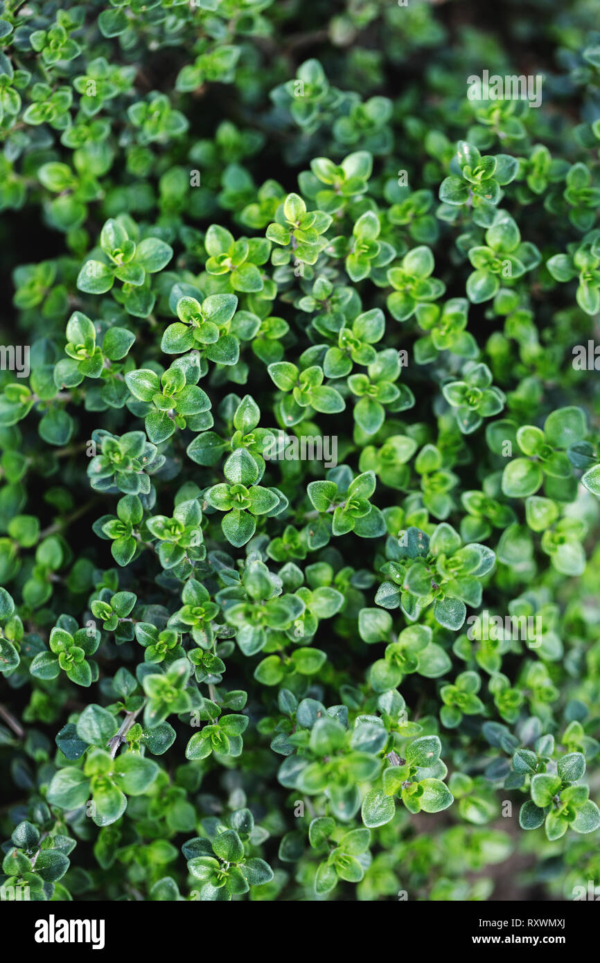Fresh leaves of thyme Stock Photo - Alamy