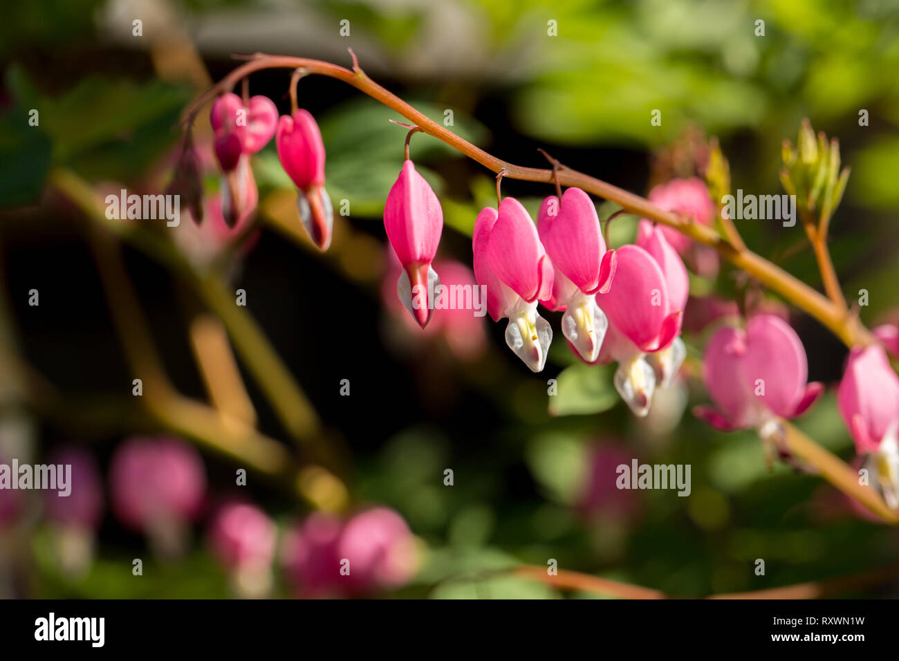 pink Dicentra in the garden Stock Photo - Alamy