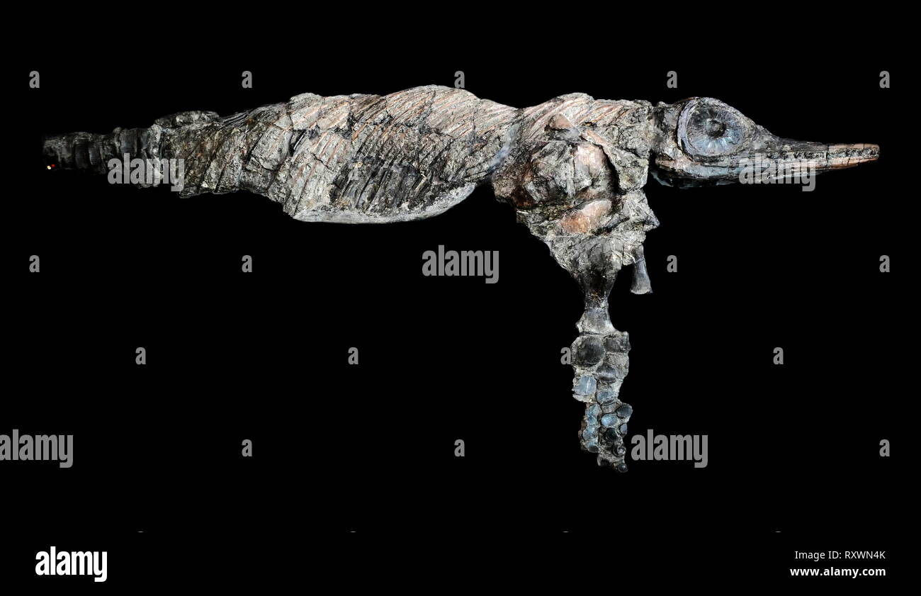 Ichthyosaur sea hi-res stock photography and images - Alamy