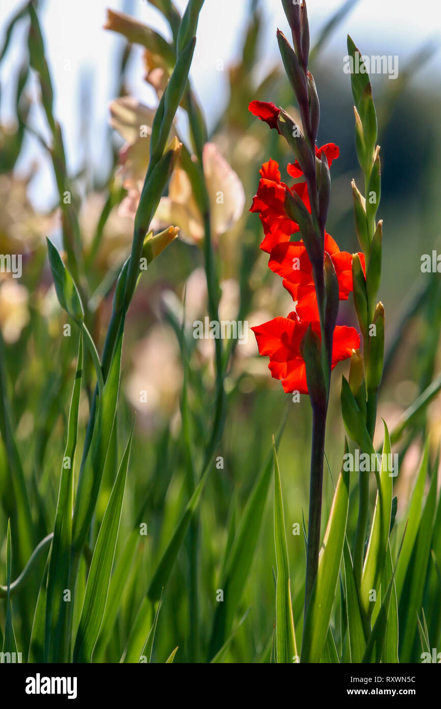 Red sword grass hi-res stock photography and images - Alamy