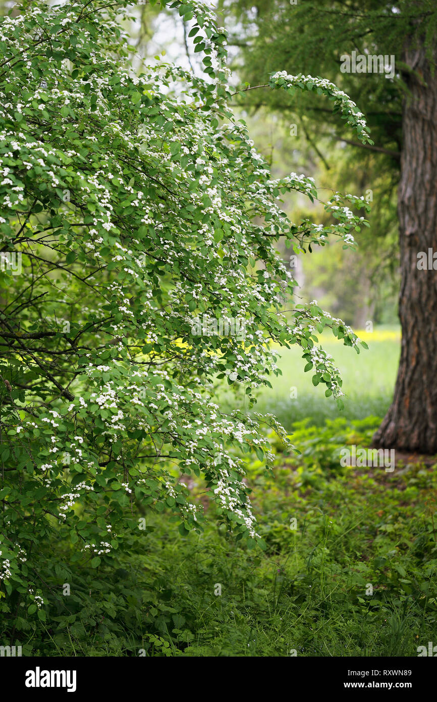 Spring bush white blooming spirea Stock Photo - Alamy