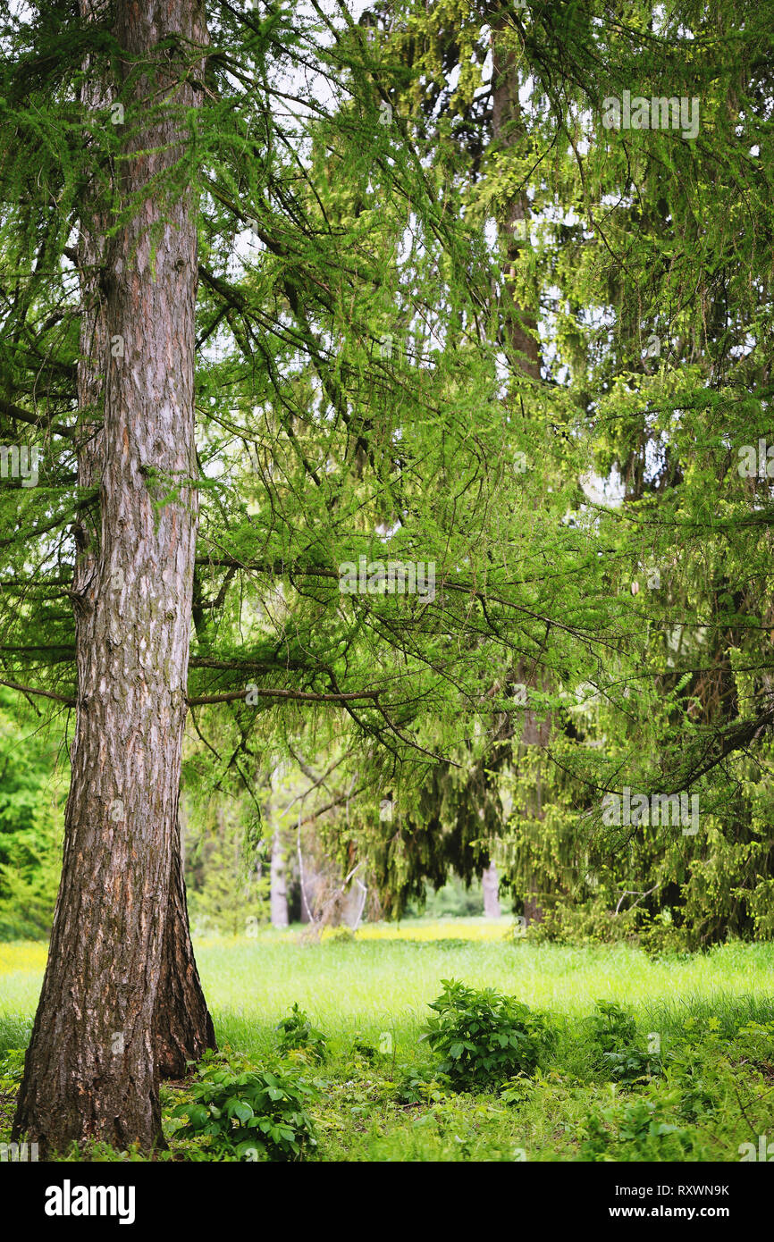 Old growth larch hi-res stock photography and images - Alamy