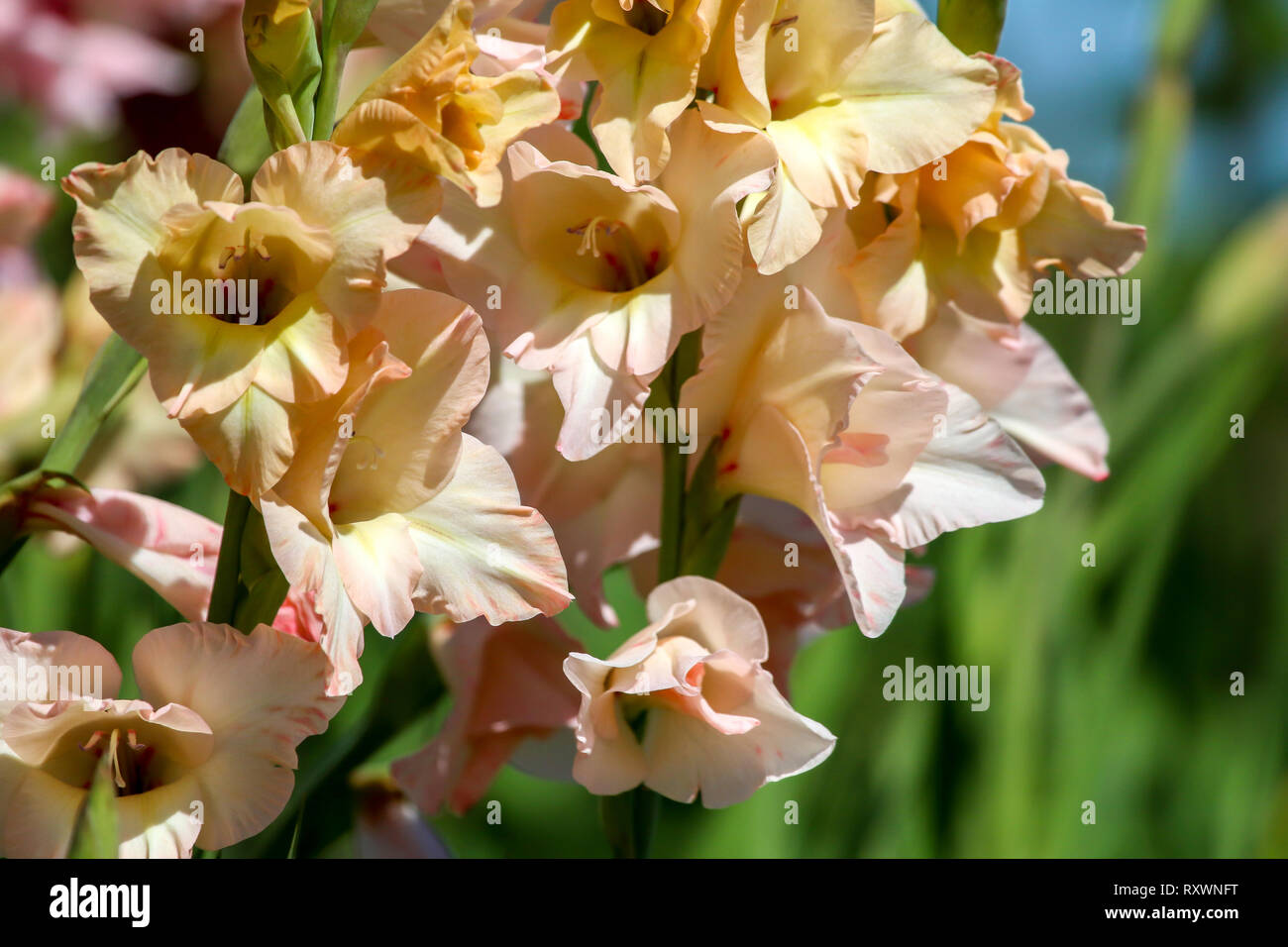 Bunch of gentle pink gladiolus flowers blooming in beautiful garden ...
