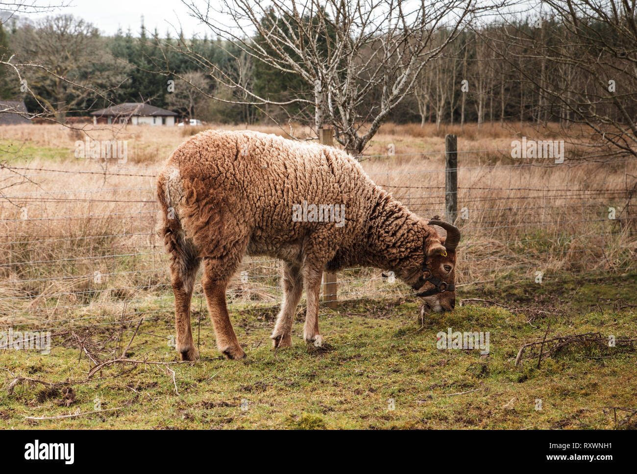 Goat scotland hi-res stock photography and images - Alamy