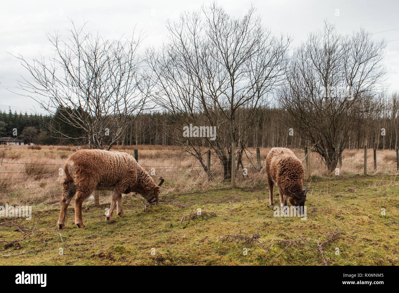 Goat wild scotland hi-res stock photography and images - Alamy