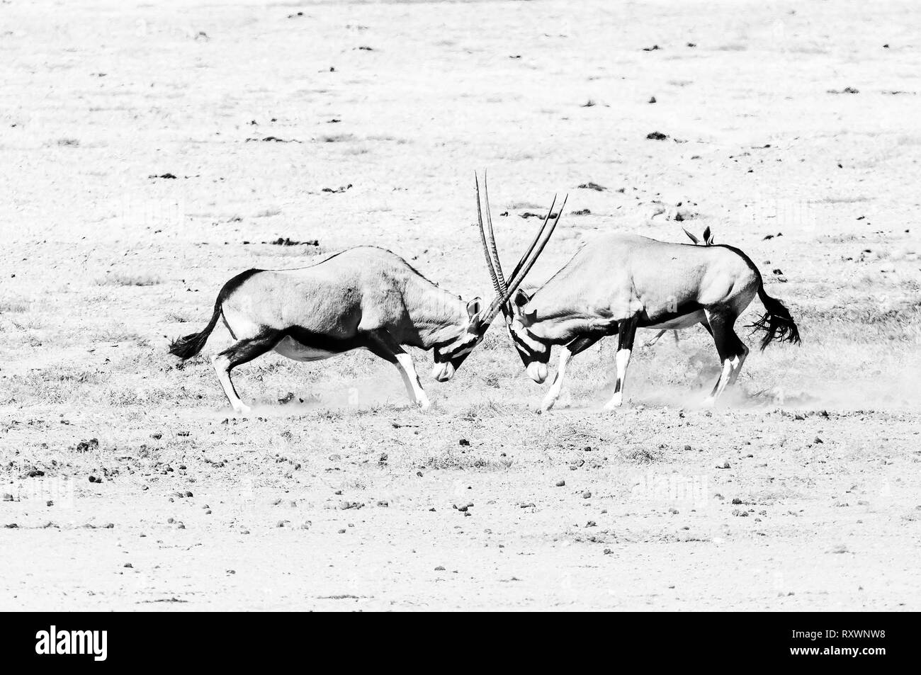 Gemsbok buck namibia Black and White Stock Photos & Images - Alamy