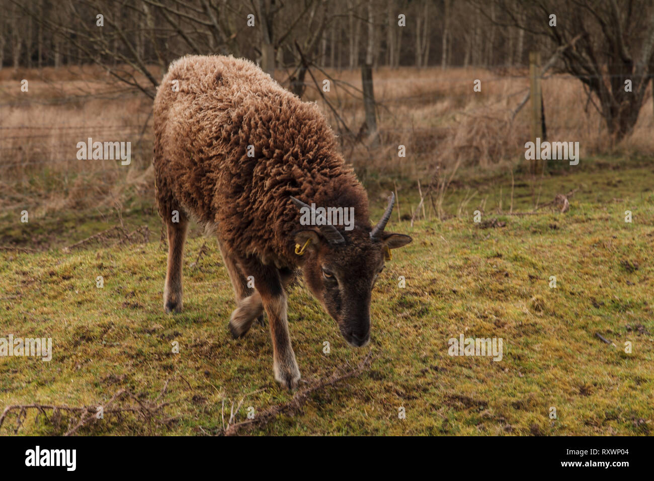 Goat scotland hi-res stock photography and images - Alamy