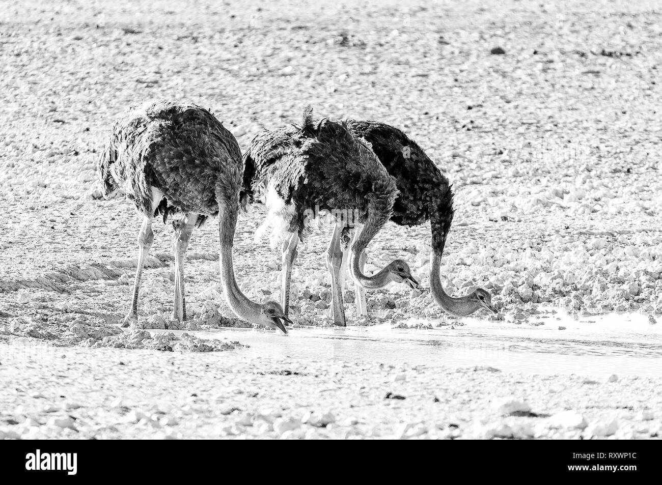 Three ostriches, Struthio camelus, drinking water at a waterhole in ...