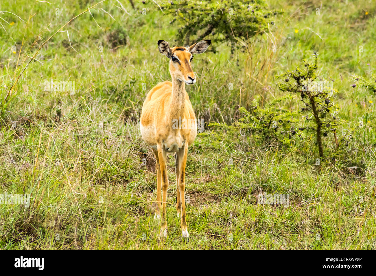 Central bushbuck hi-res stock photography and images - Alamy
