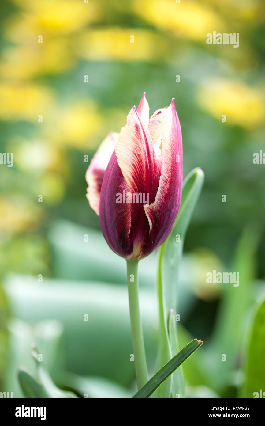 Beautiful burgundy tulip Stock Photo - Alamy