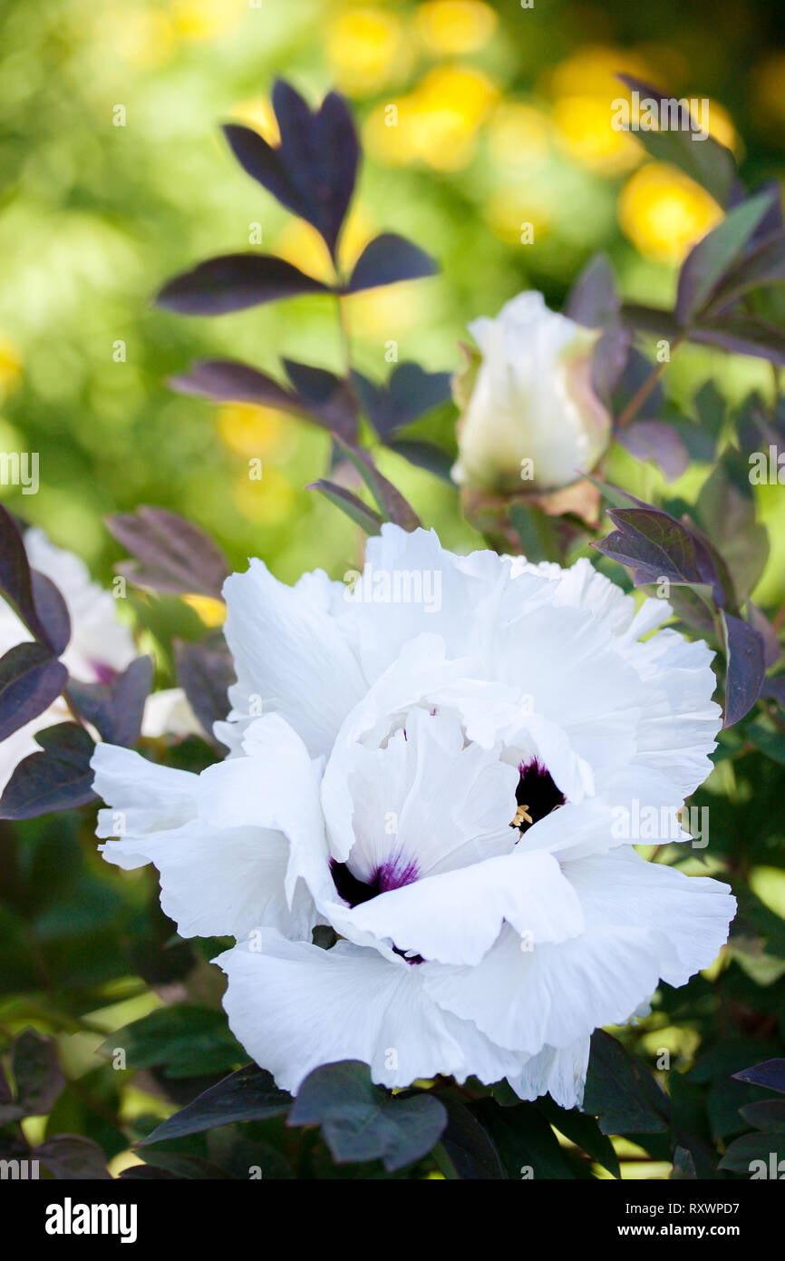 White Peony Bud Stock Photo Alamy
