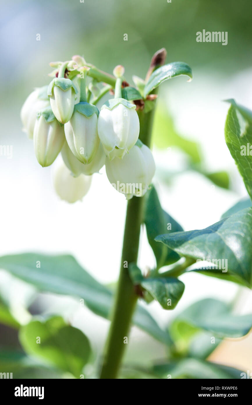 Wild swamp blueberry growing hi-res stock photography and images - Alamy