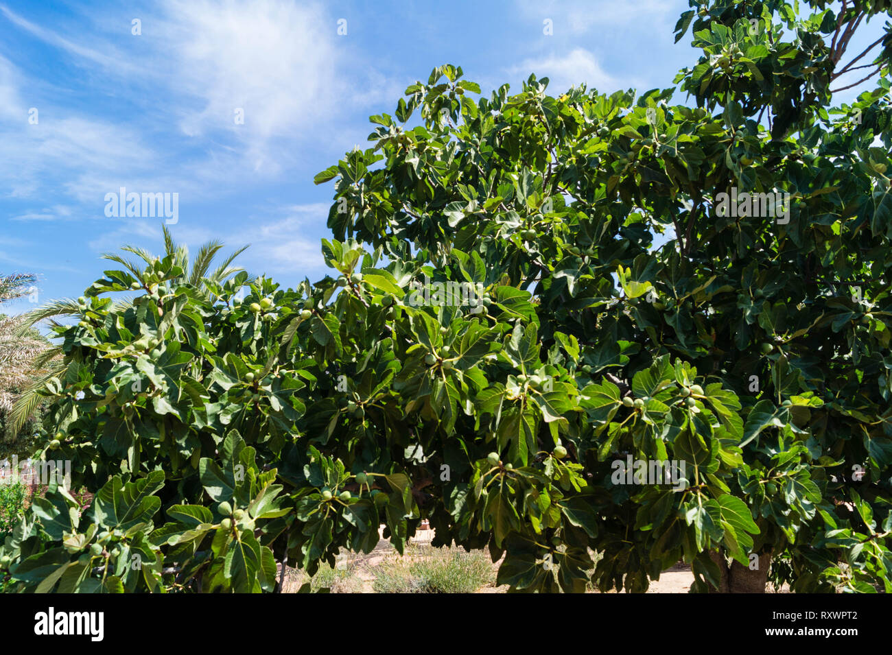 Fig tree with fruits Stock Photo - Alamy