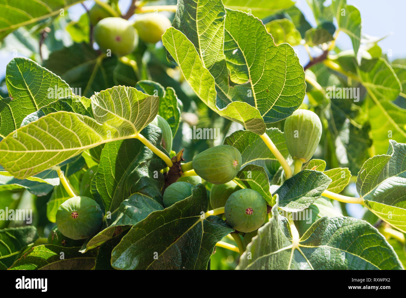 Fig tree with fruits Stock Photo - Alamy