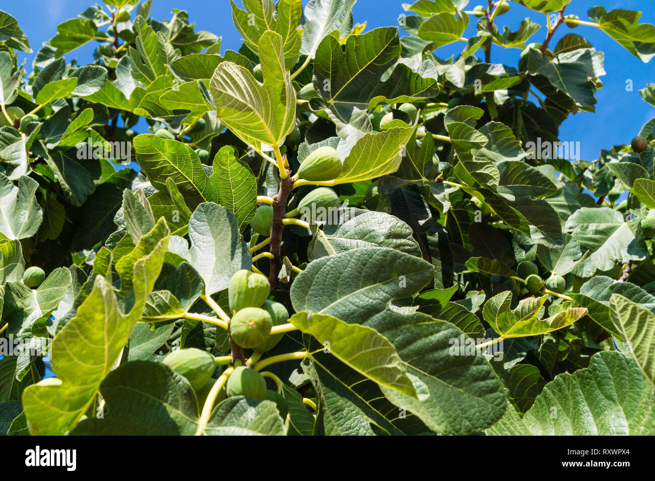 Fig tree with fruits Stock Photo - Alamy