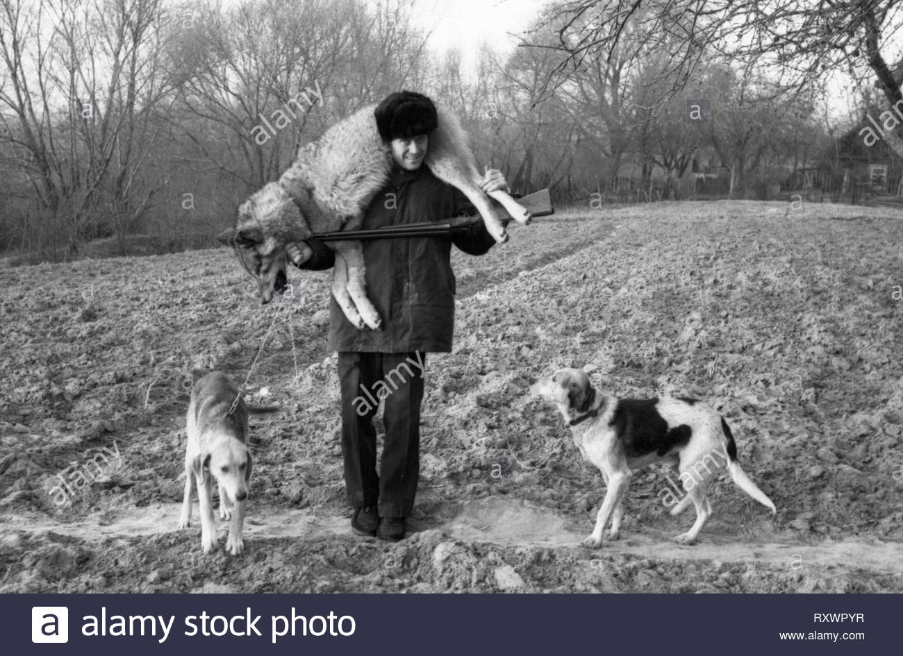 Russian Wolf Hunting Dog Stock Photos & Russian Wolf Hunting Dog Stock ...