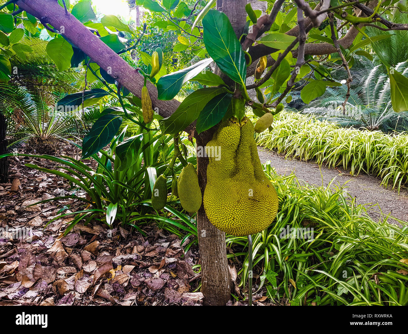Jack fruit tree - artocarpus heterophyllus Stock Photo - Alamy