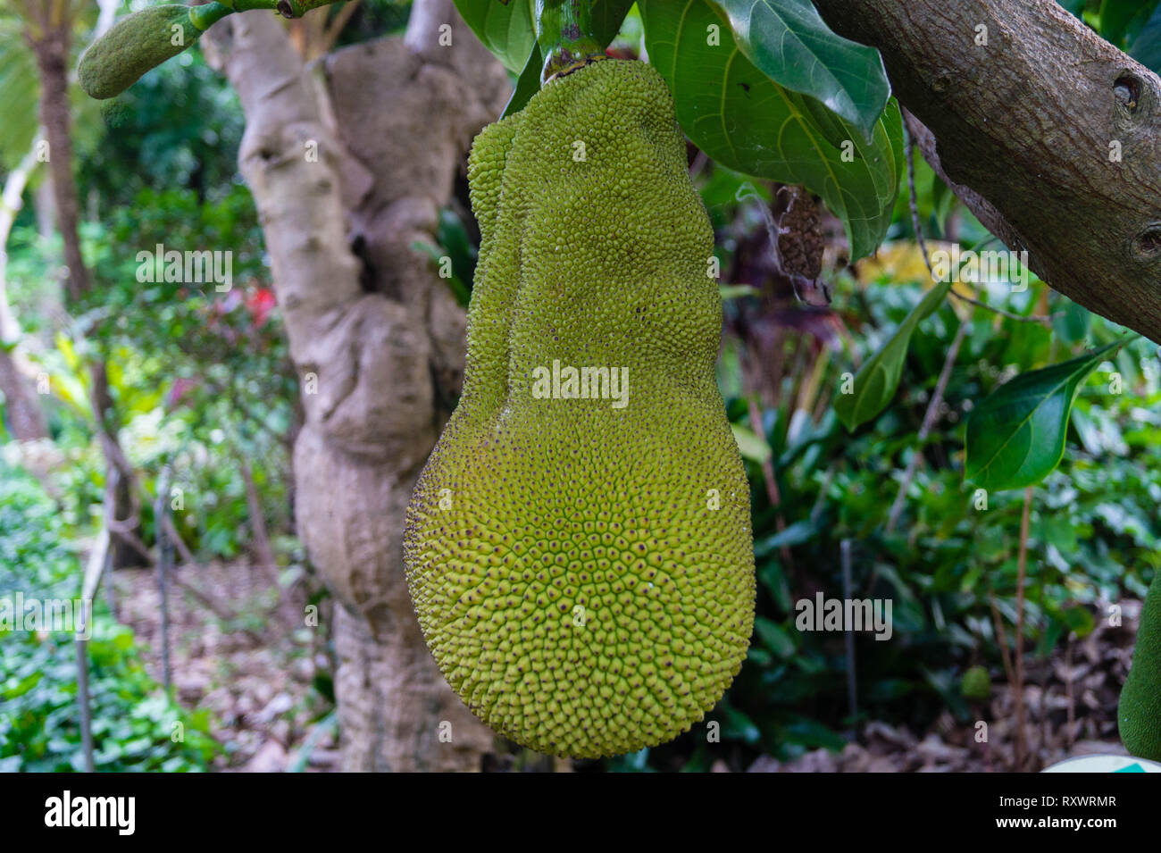 Jack fruit tree - artocarpus heterophyllus Stock Photo - Alamy