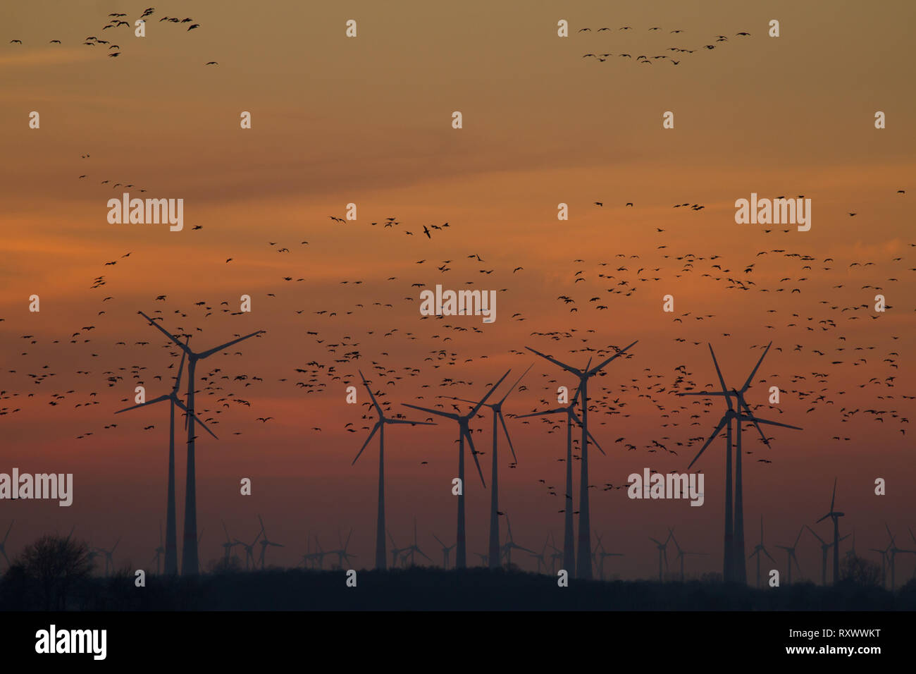 Large flock of Geese in flight at dusk with wind farm and lake in ...
