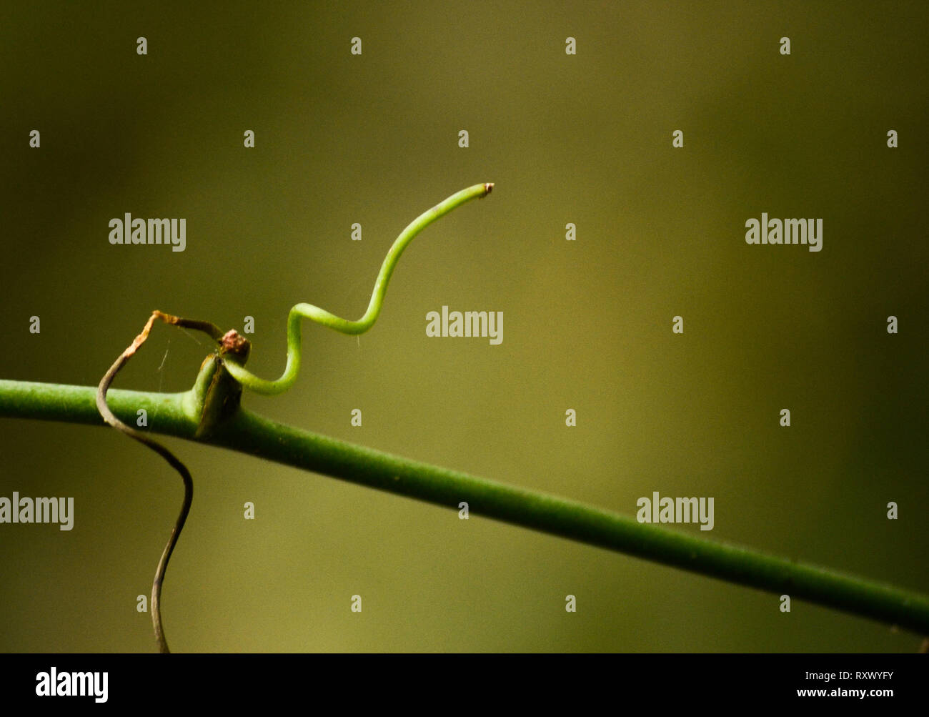 Spiral stem hi-res stock photography and images - Alamy