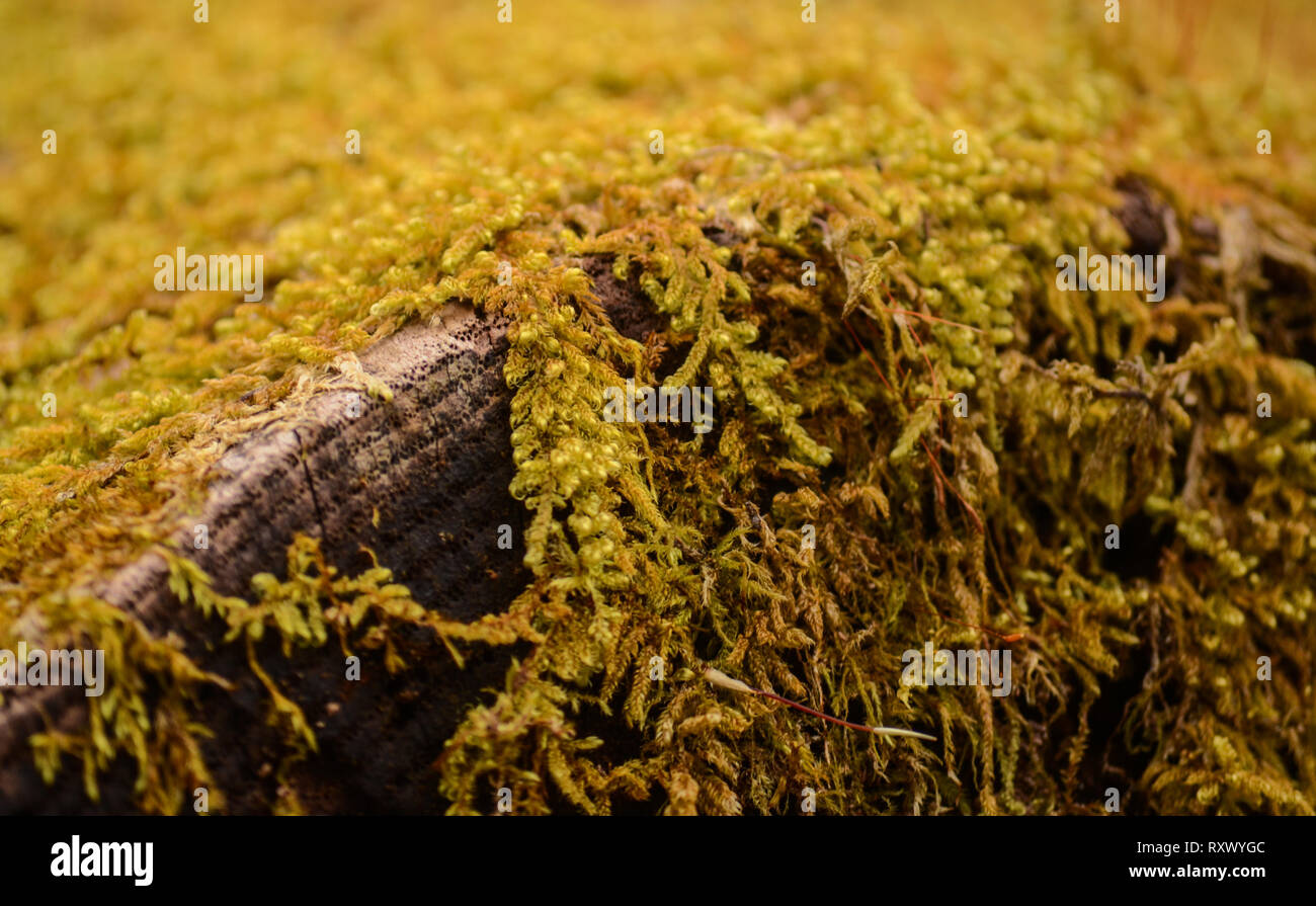 Log with moss hi-res stock photography and images - Alamy