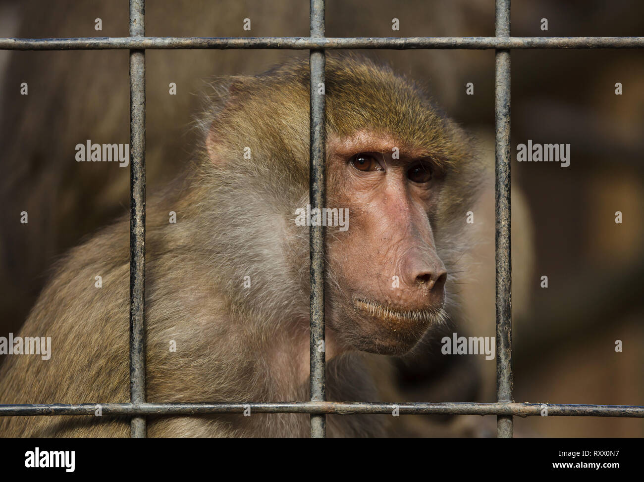Zoo animals cage hi-res stock photography and images - Alamy